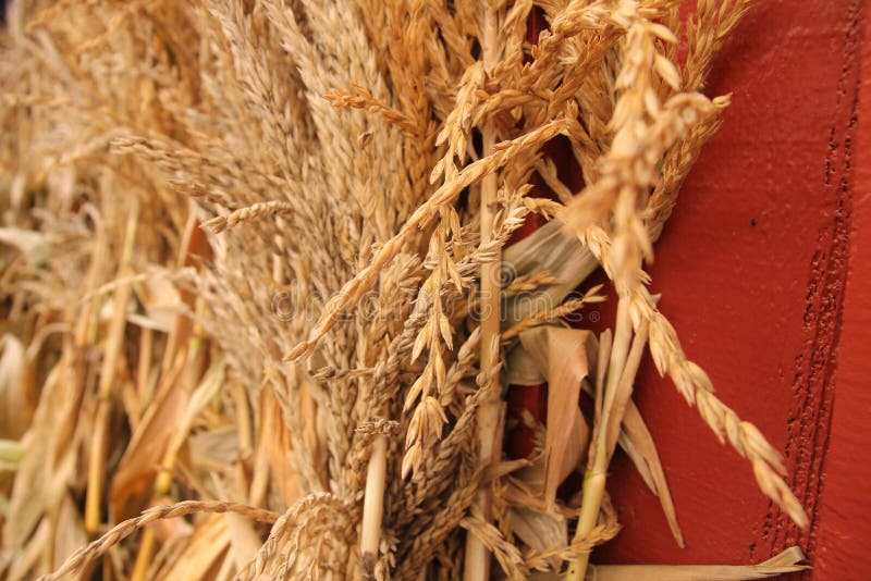 Dried Wheat and Corn Husks stock image. Image of autumn - 28451503