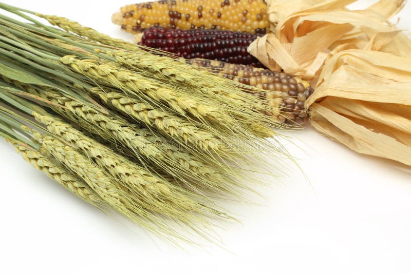 Dried wheat and corn stock image. Image of grain, white - 67014409