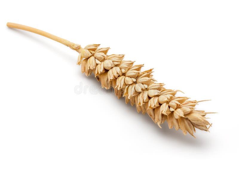 Single Wheat Plant