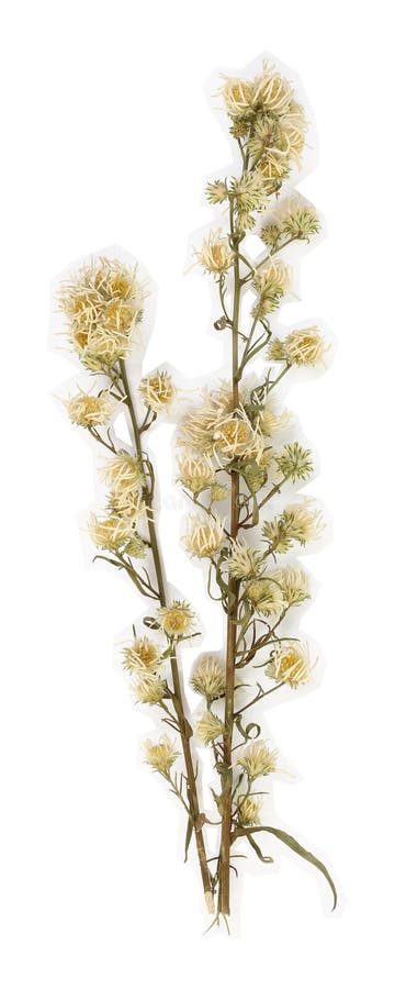 Dried white cutter flower stock photo. Image of floral - 358028210
