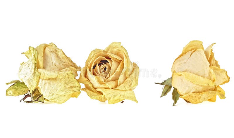 Dried White Roses on White Background Stock Image - Image of rose ...