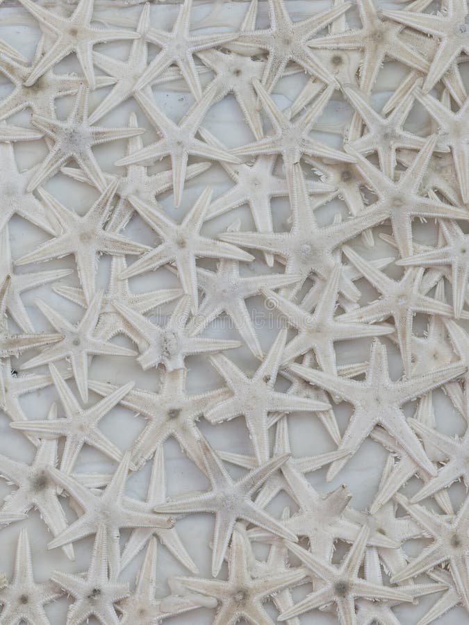 Dried white starfish stock image. Image of star, souvenir - 47405933