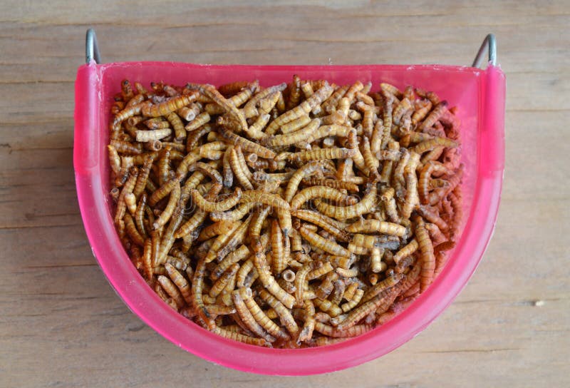 Dried Worm for Feeding Rodent and Bird with Lizard on Pet Bowl Stock ...
