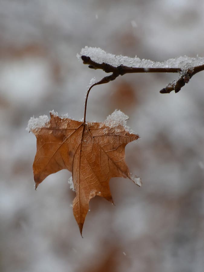 Dried Yellow Leaf on the Branch Covered with Snow Stock Image - Image ...