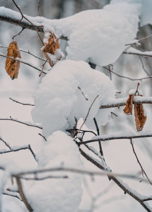Dried Yellow Leaves on Tree Branches with Snow Bumps Against a Blurred ...