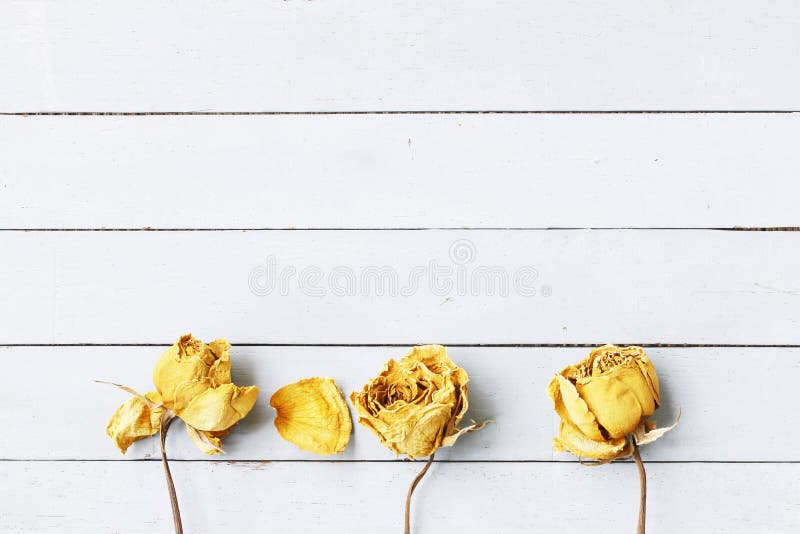 Dried yellow rose stock image. Image of isolated, nature - 54614957