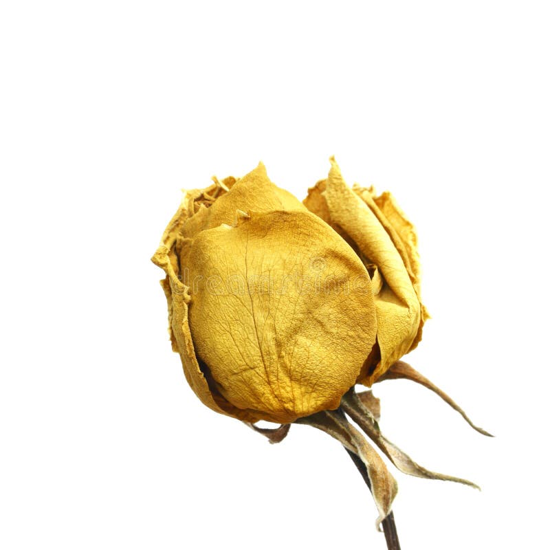 Dried yellow rose stock image. Image of plant, nature - 54615293
