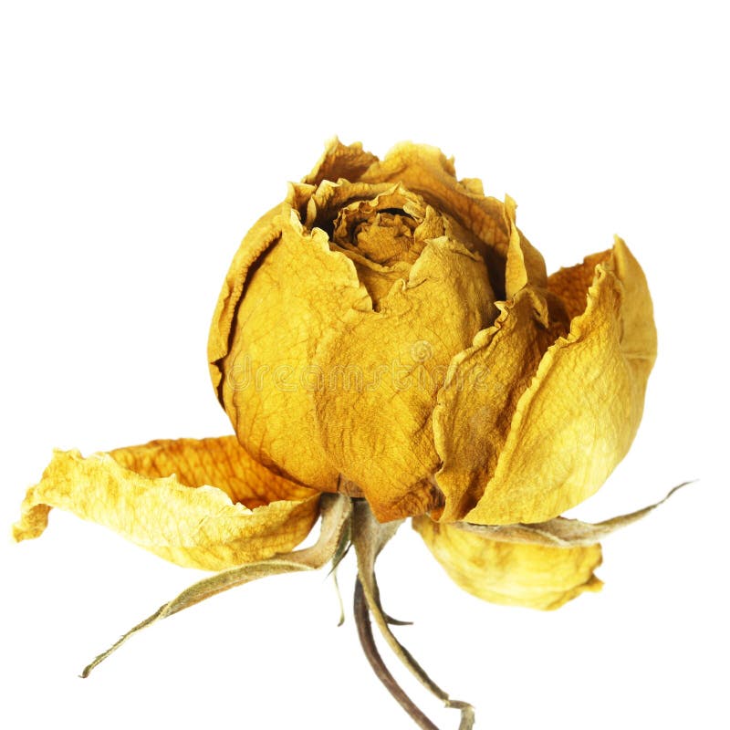 Dried yellow rose stock photo. Image of rose, plant, beauty - 54616490