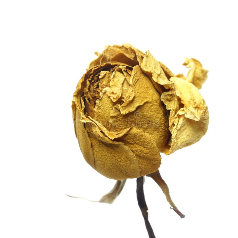 Dried yellow rose stock photo. Image of nature, color - 54630028