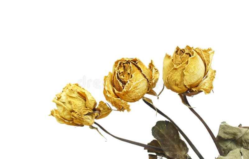 Dried yellow rose stock image. Image of vintage, nature - 55259587