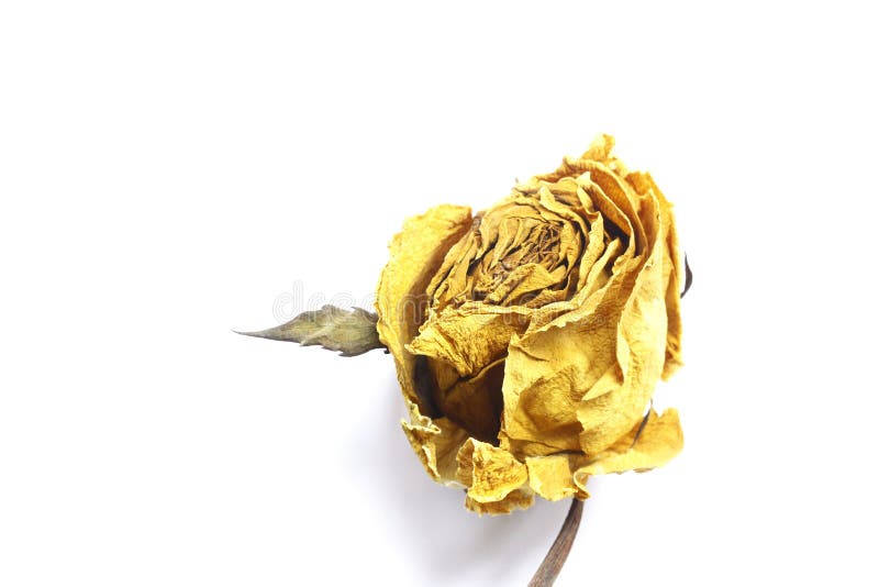Dried yellow rose stock image. Image of rose, decoration - 55264123
