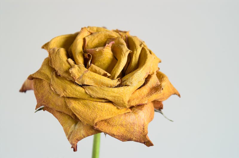 Dried yellow rose stock image. Image of bloom, abstraction - 7261619