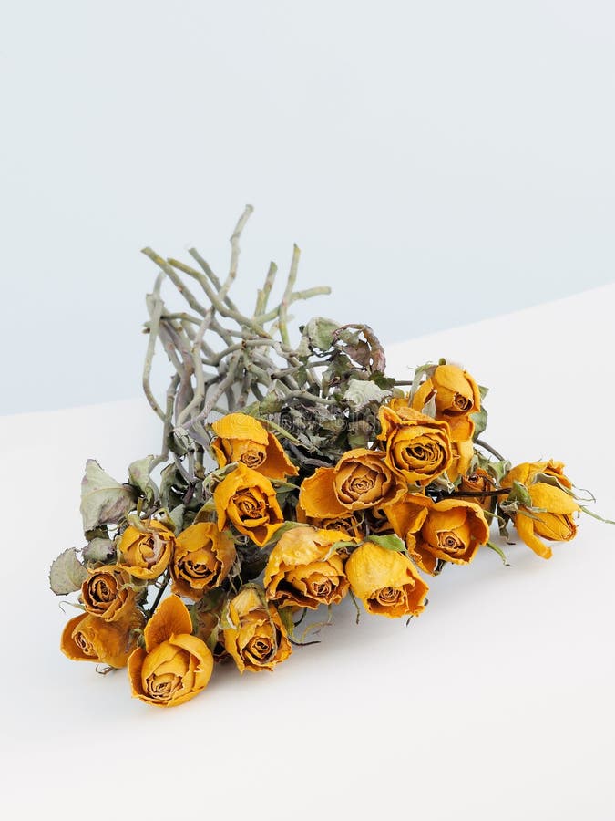 Dried yellow rose stock image. Image of friendship, garden - 39933553
