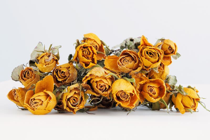 Dried yellow rose stock photo. Image of rose, lovely - 39933556