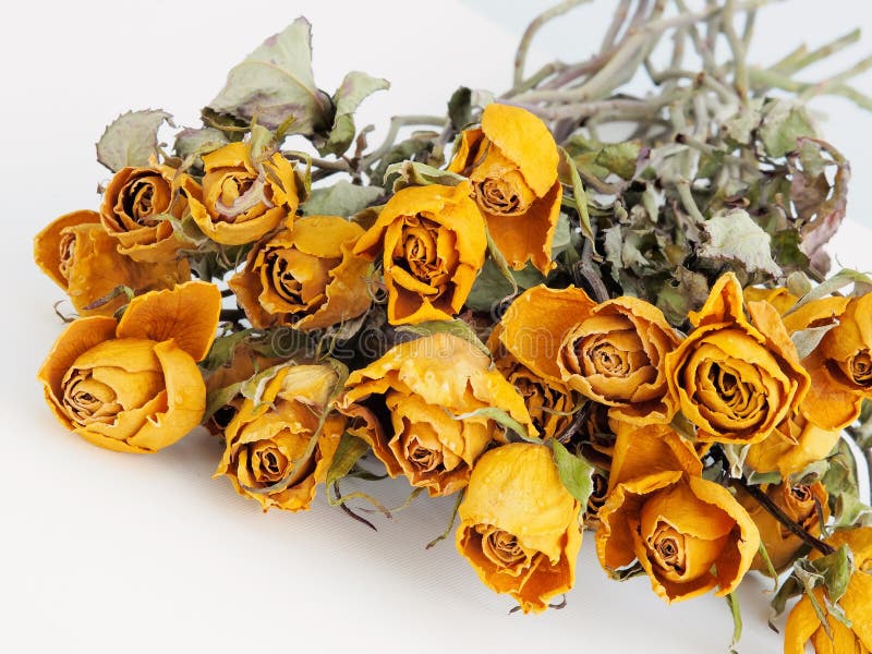 Dried yellow rose stock image. Image of natural, lovely - 39933563