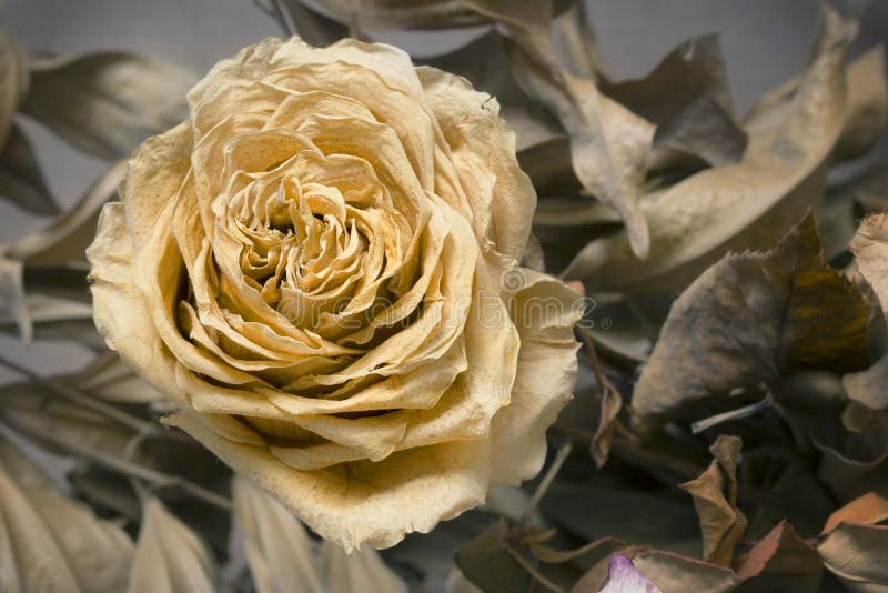 Dried yellow rose stock photo. Image of bouquet, plants - 211904514