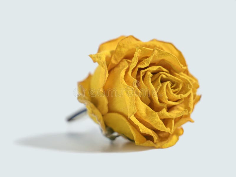 Dried Yellow Rose Flower Head Stock Photo - Image of romance ...