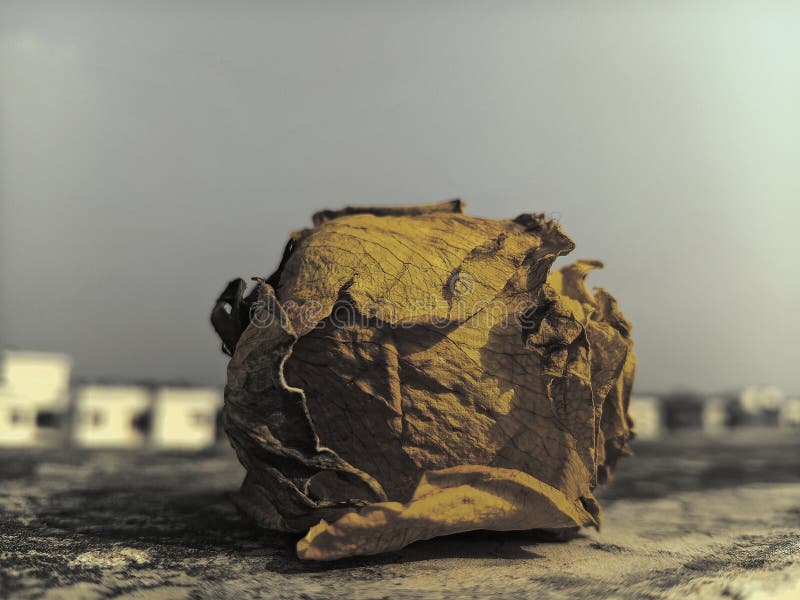 Dried Yellow Rose Placed on Rooftop Spreading Softness. Stock Photo ...