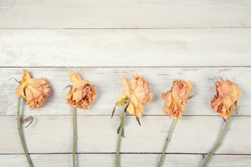 Dried Yellow Roses on White Backgroud Stock Image - Image of romantic ...