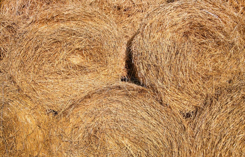 718 Horizontal Yellow Hay Texture Background Stock Photos - Free ...