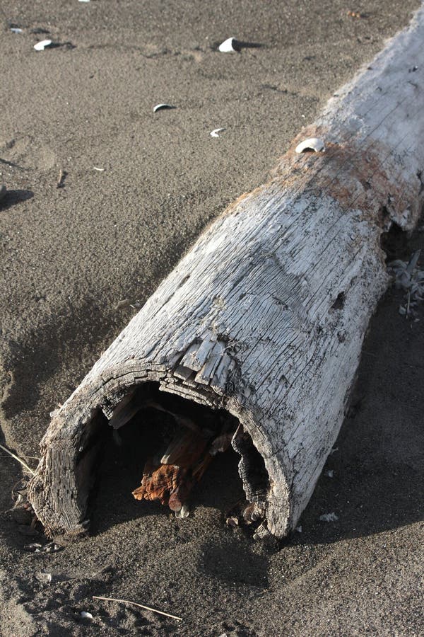 Drift Log 01 stock photo. Image of shore, driftwood, nature - 54128694