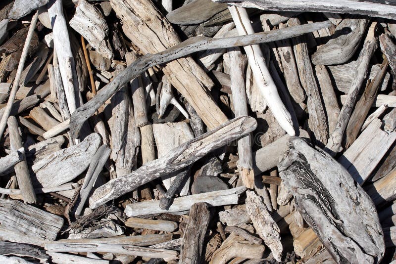 Drift wood stock photo. Image of branch, drift, coastline - 716982