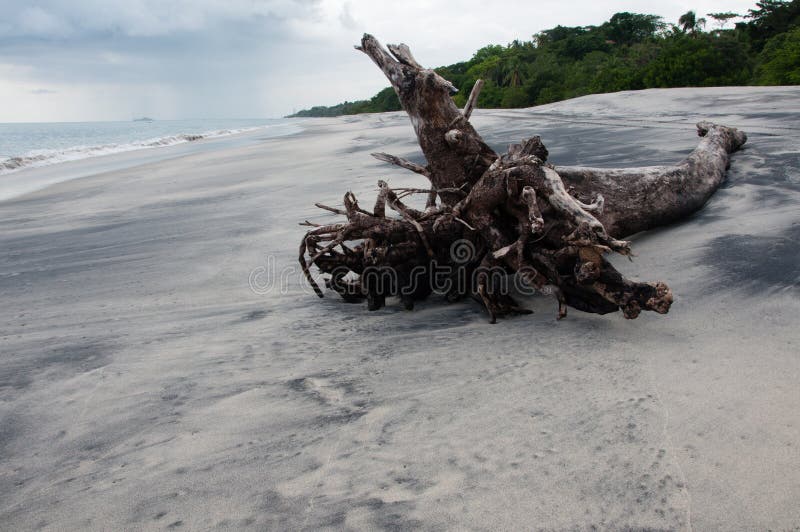 Drift wood on Beach stock photo. Image of peaceful, mystique - 28830618