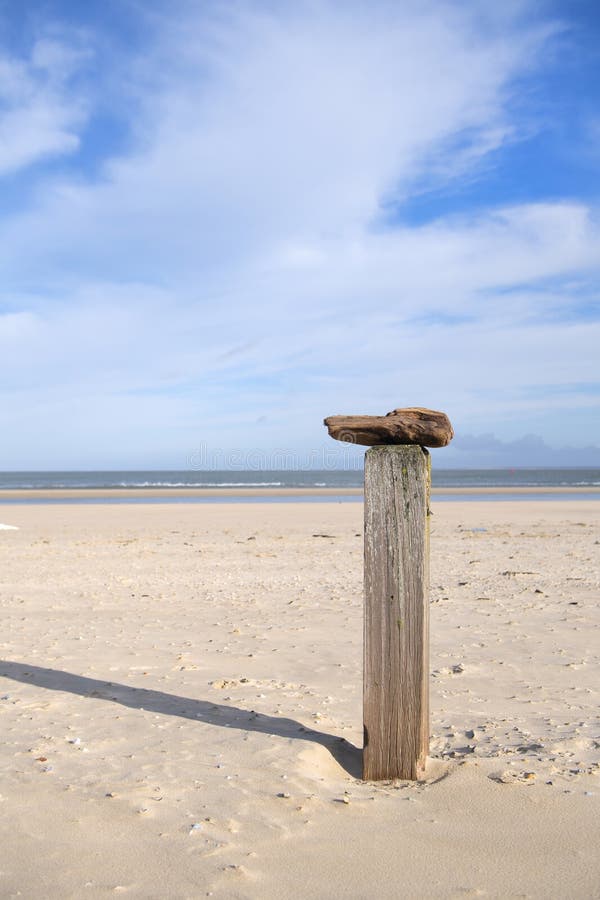 Drift wood at the beach stock photo. Image of netherlands - 350229216