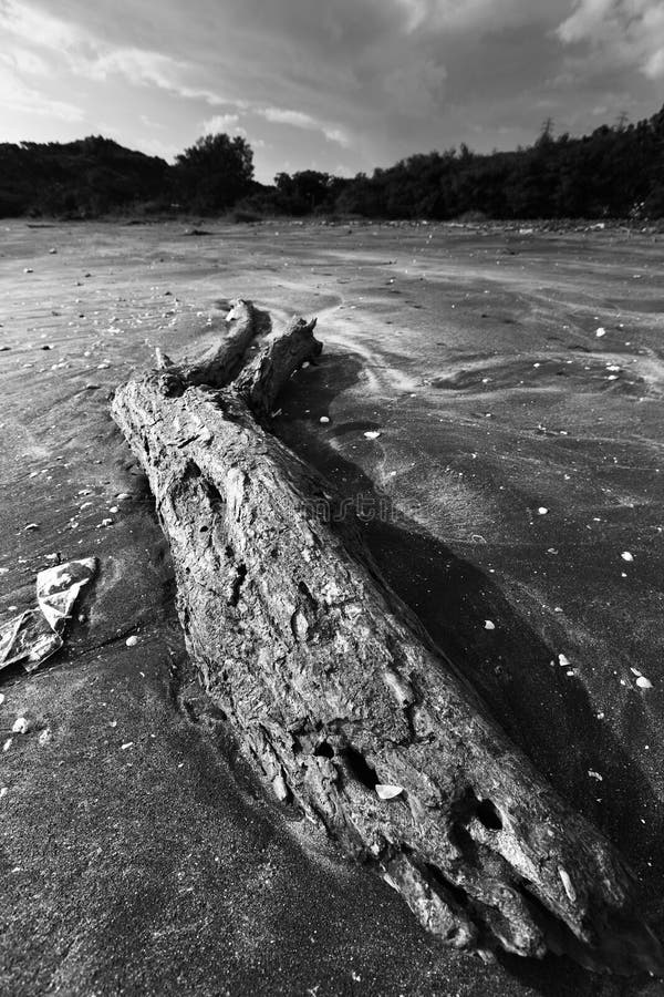 Drift wood stock image. Image of dead, trunk, drift, tree - 37957241