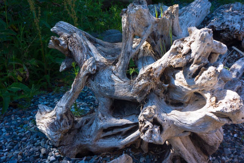 Large Driftwood tree stock image. Image of split, logs - 15501135