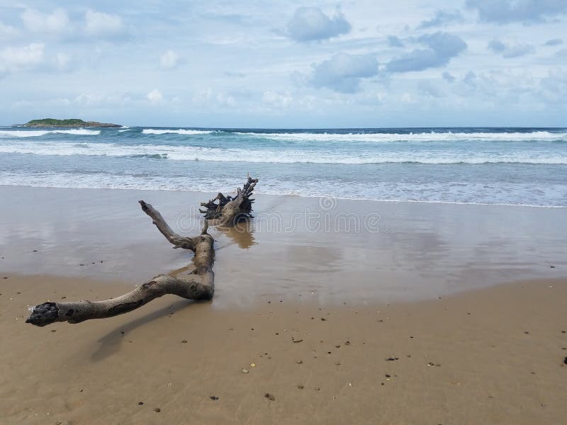 Drift wood log on beach stock image. Image of ocean - 207123551