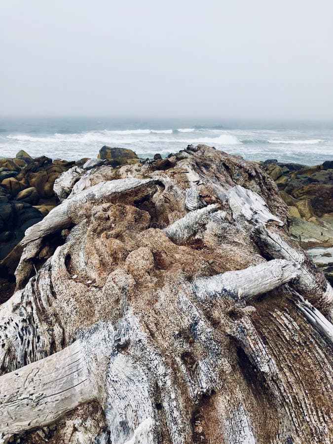 Drift Wood Log stock image. Image of wood, texture, drift - 135880843