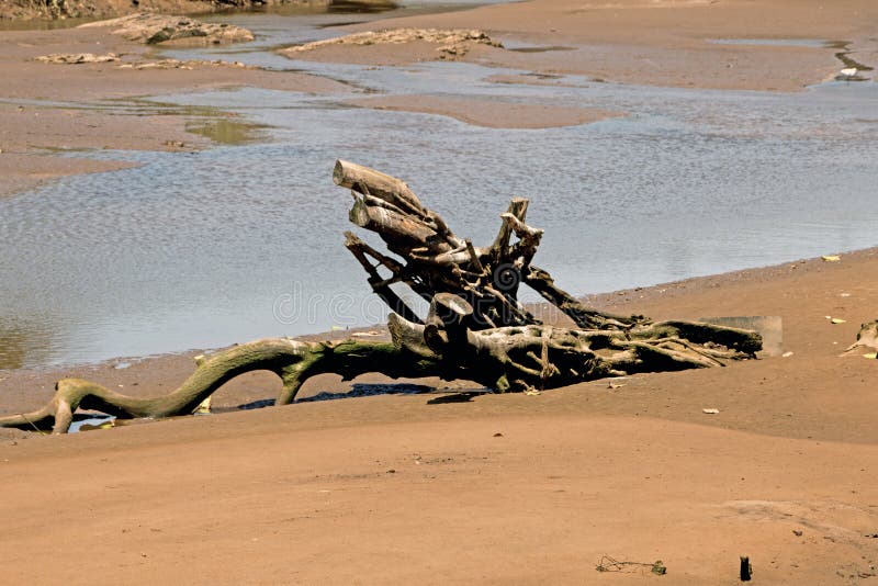 Driftwood Log on Empty Beach and Blue Cloudy Sky Stock Photo - Image of ...
