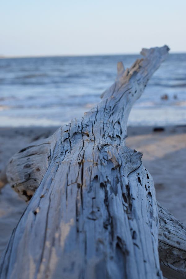 Drift Wood Tree on the Seashore Stock Photo - Image of tree, coast ...