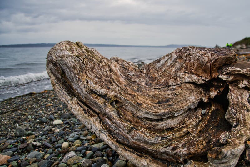 Drift Wood Washed Up on the Beach Stock Image - Image of wood, drift ...