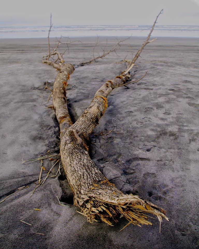 391 Sound Waves Tree Stock Photos - Free & Royalty-Free Stock Photos ...