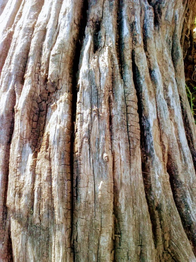 Drifting Wood stock photo. Image of rugged, bark, drifting - 141768714