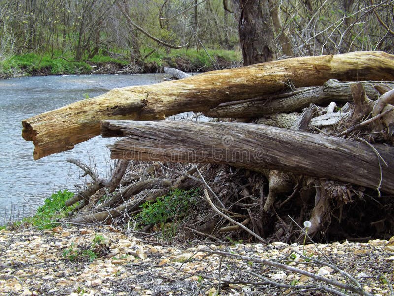 Drifting Down A River In Wakulla Springs State Park Stock Photo - Image ...
