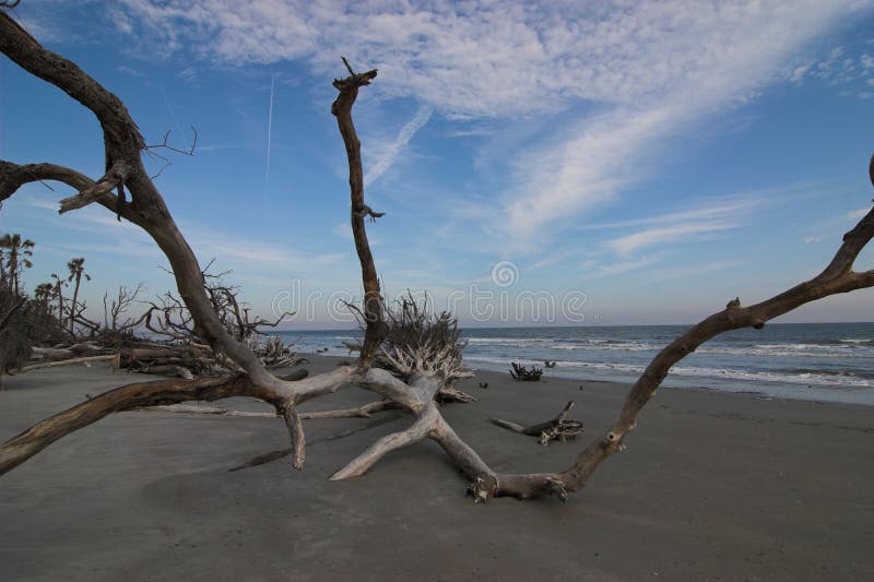 Driftwood on the Beach in the Bahamas Stock Image - Image of seascape ...