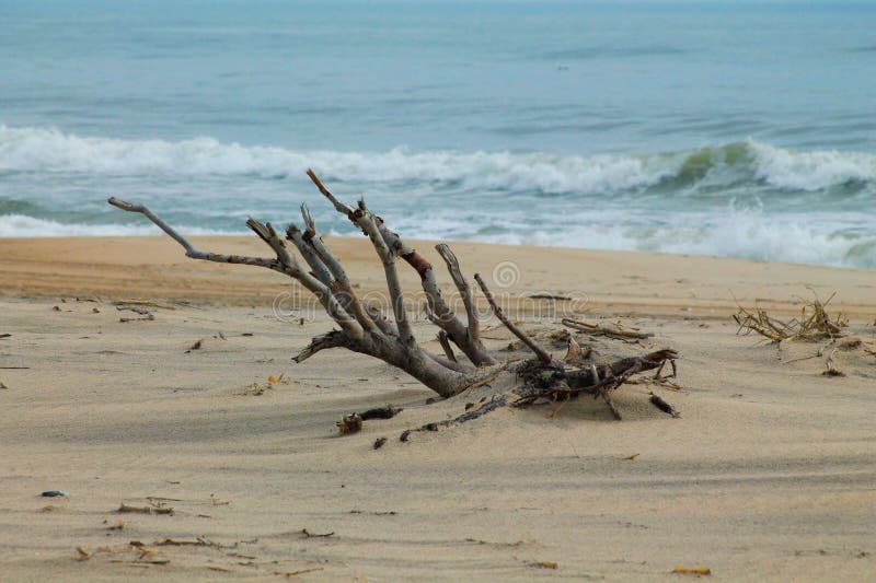 Driftwood on Atlantic Ocean Beach Stock Image - Image of virginia ...