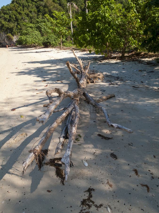 Driftwood on beach stock image. Image of landscape, beach - 26955701