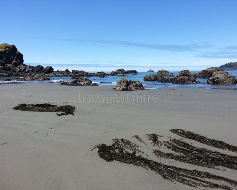 Driftwood Beach stock image. Image of bright, ocean, waves - 93771589