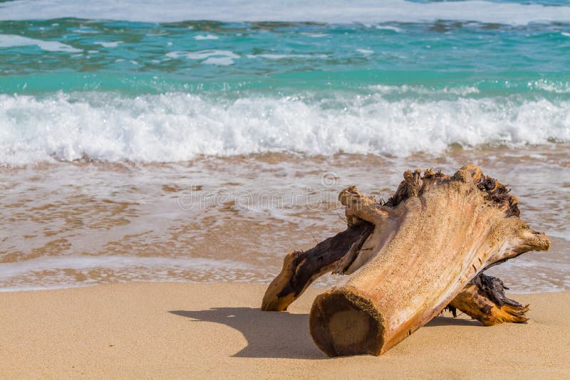 Driftwood on the beach. stock photo. Image of waves, island - 36273672