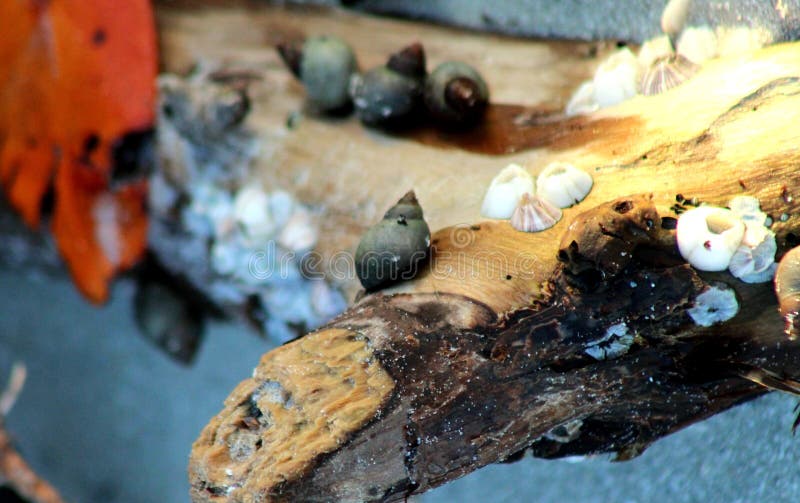 Sitka Periwinkle Stock Photos - Free & Royalty-Free Stock Photos from ...