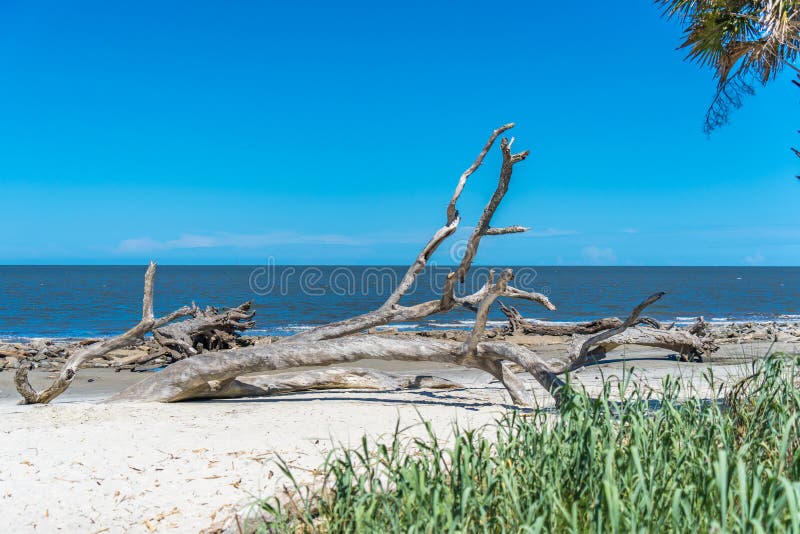 Driftwood Beach Georgia stock image. Image of beach - 280010021