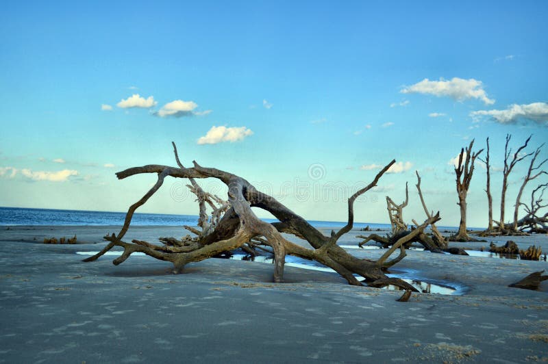 Driftwood Beach Jekyll Island, Georgia Stock Image - Image of calm ...