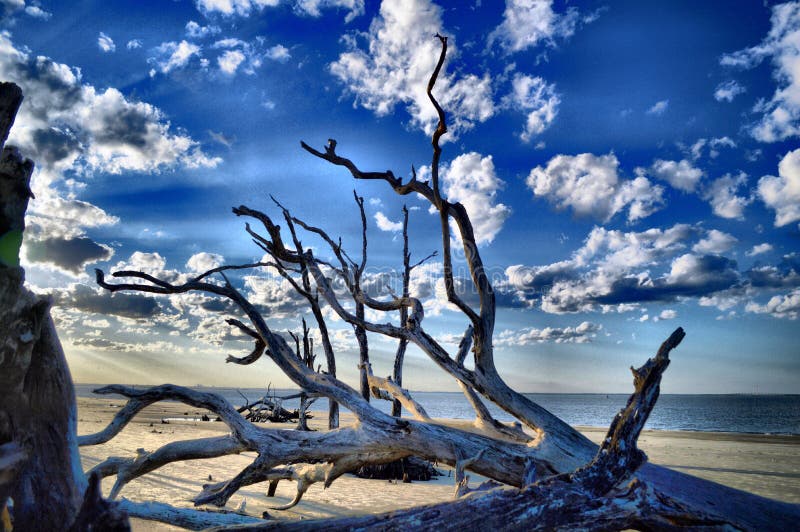 Driftwood Beach Jekyll Island, Georgia Stock Image - Image of horizon ...