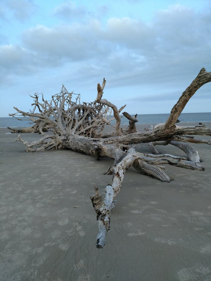 Driftwood beach stock photo. Image of tide, trees, beach - 109434310