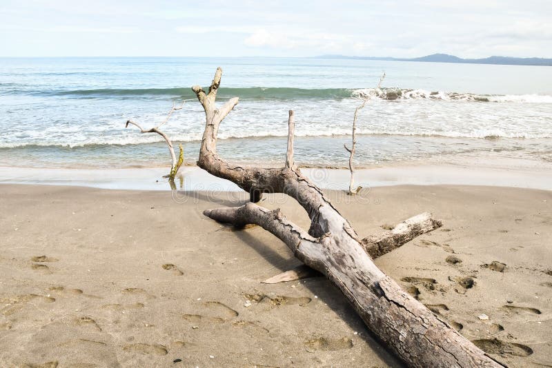 Driftwood on Beach, Photo As a Background Stock Photo - Image of sand ...