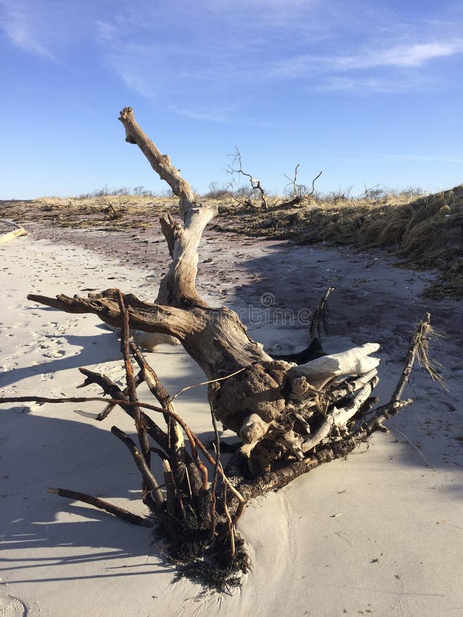 Driftwood on beach stock photo. Image of landscape, sand - 139037128